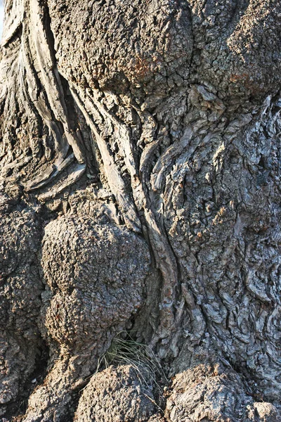 Oak tree root Stock Photos, Royalty Free Oak tree root Images ...