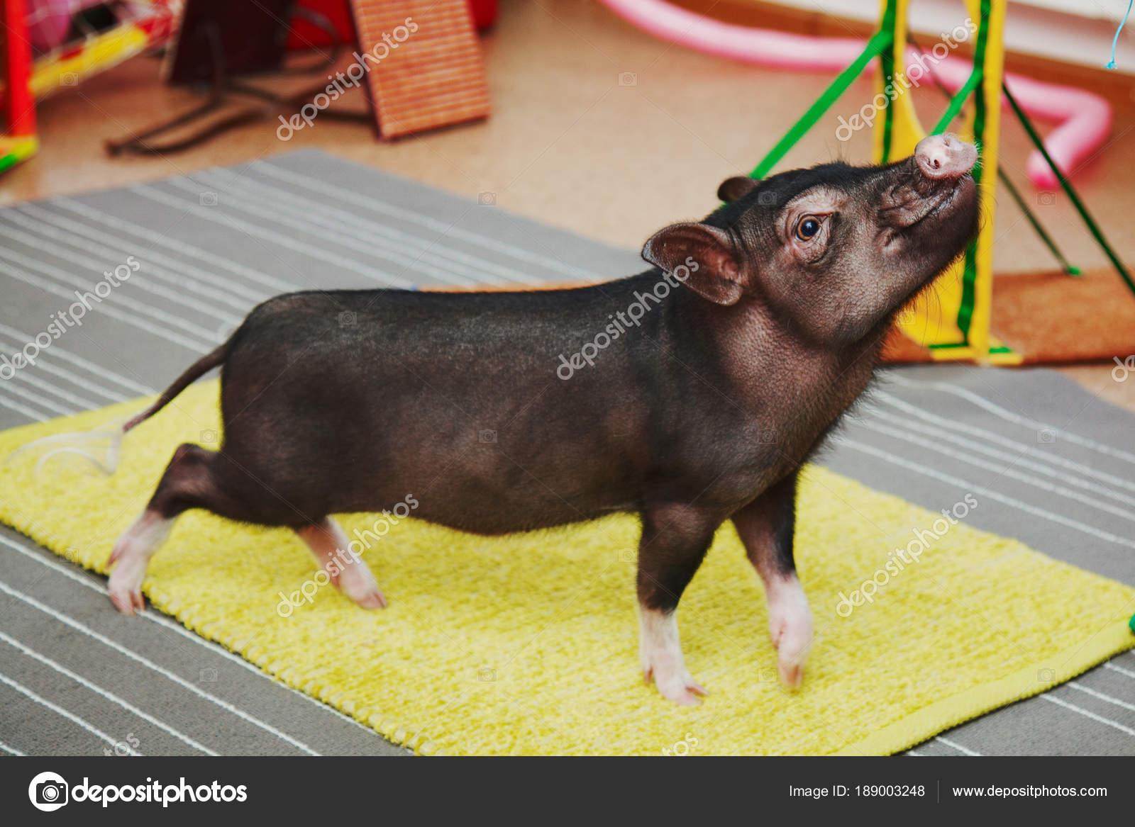 Small cute pig performance on kids birthday — Stock Photo © Adaco ...