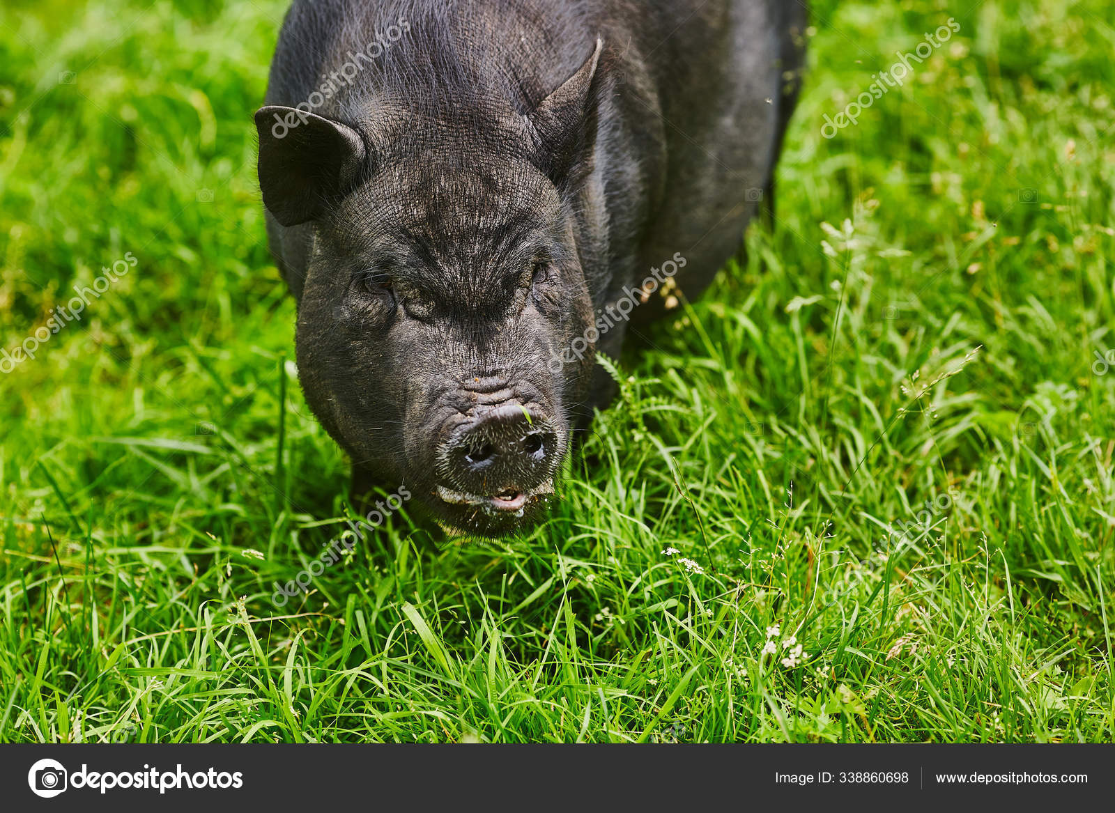 Cute fat pot-bellied pigs on free meadow of private farm — Stock Photo ...