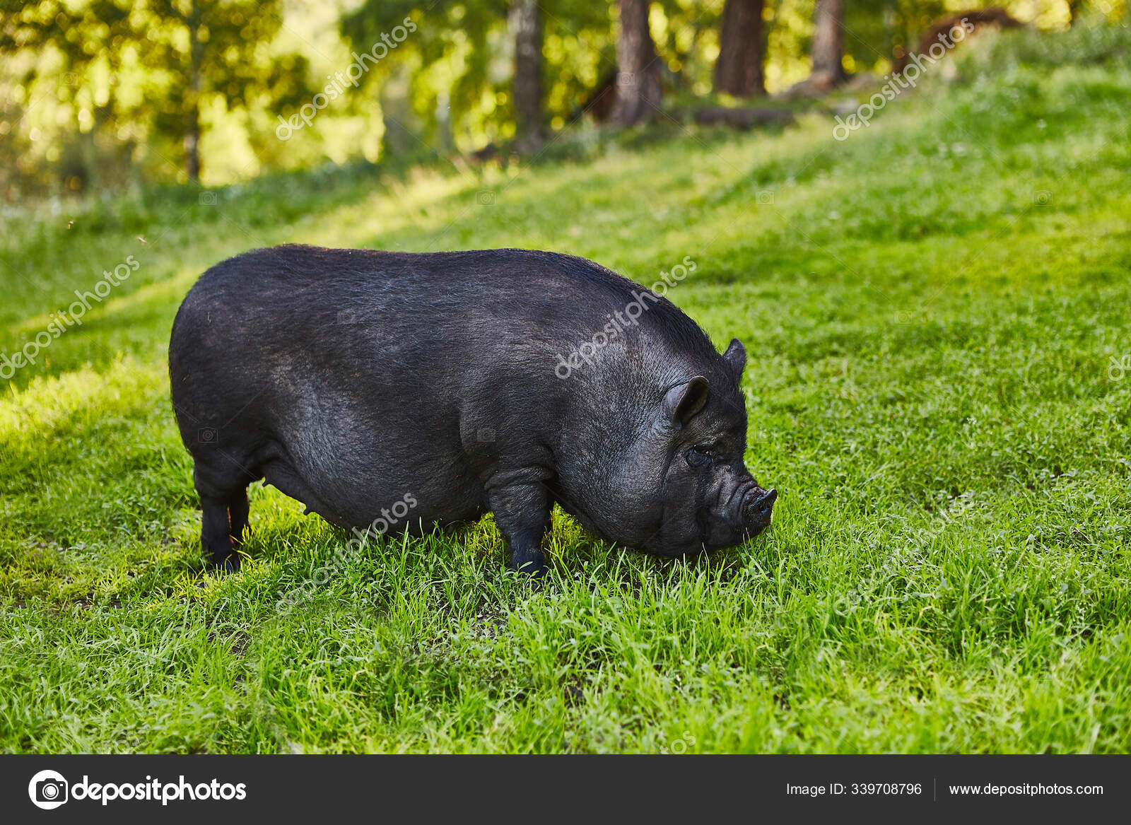 Cute fat pot-bellied pigs on free meadow of private farm Stock Photo by ...