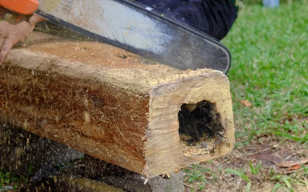 Professional Chainsaw Blade Cutting Log Wood — Stock Photo © shahreen ...
