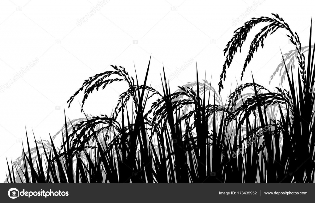Rice ripe for harvest silhouette Stock Vector by ©Tawng 173435952