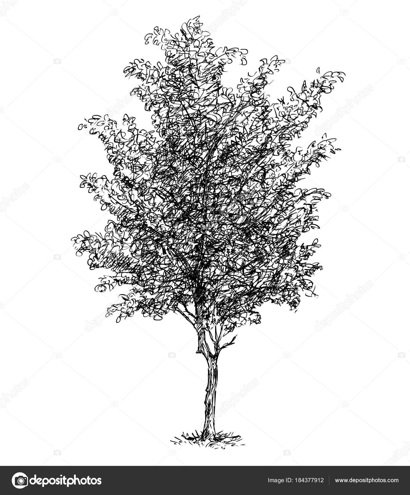 Cartoon Vector Drawing of Beech Tree Stock Vector by ©ursus@zdeneksasek ...