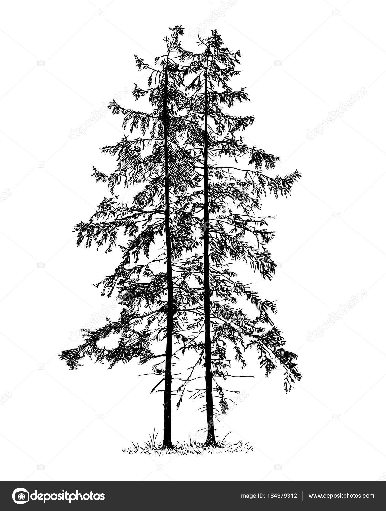 Black And White Evergreen Tree Sketch