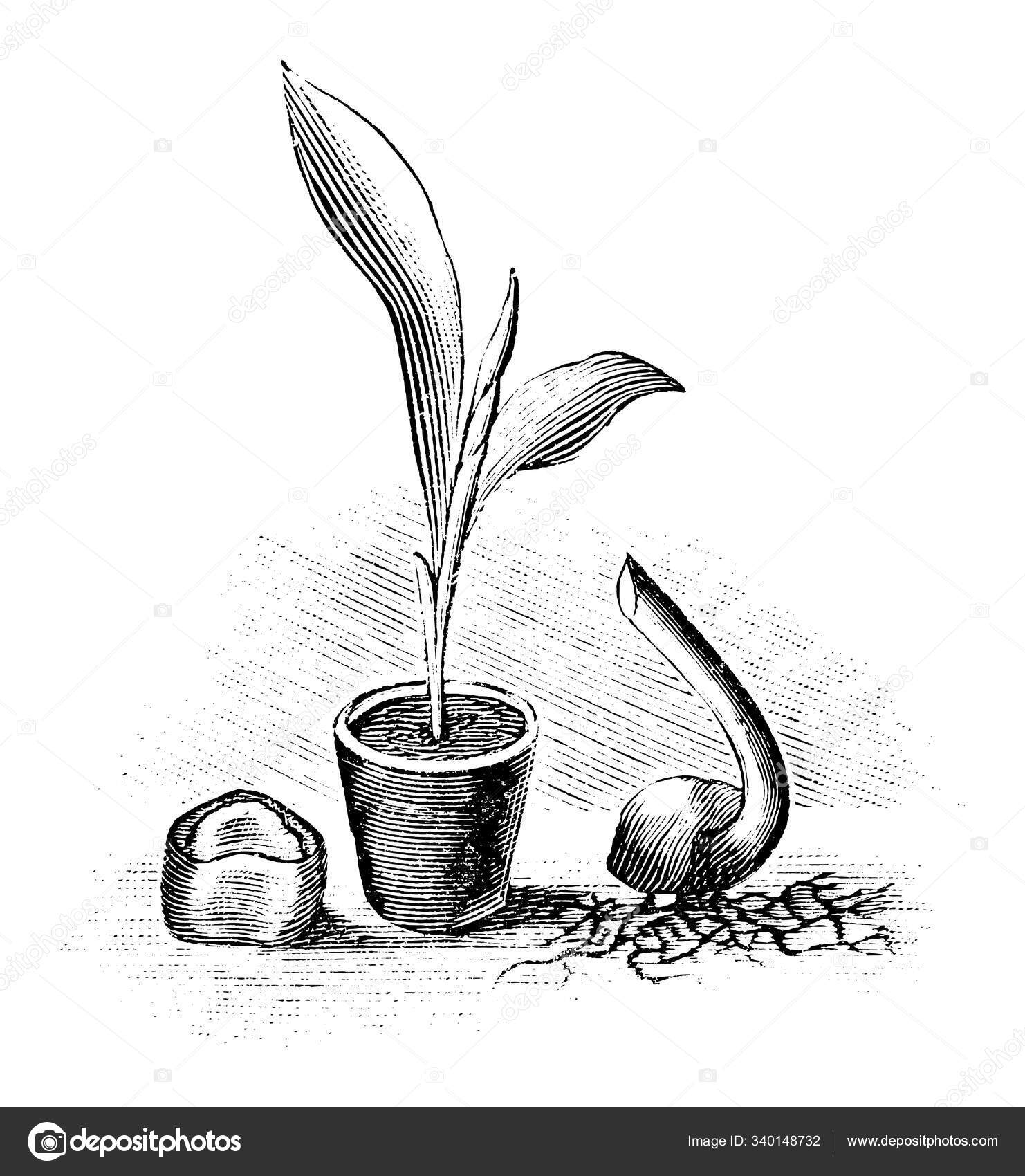 Vintage Antique Line Art Illustration, Drawing or Engraving of Seed ...