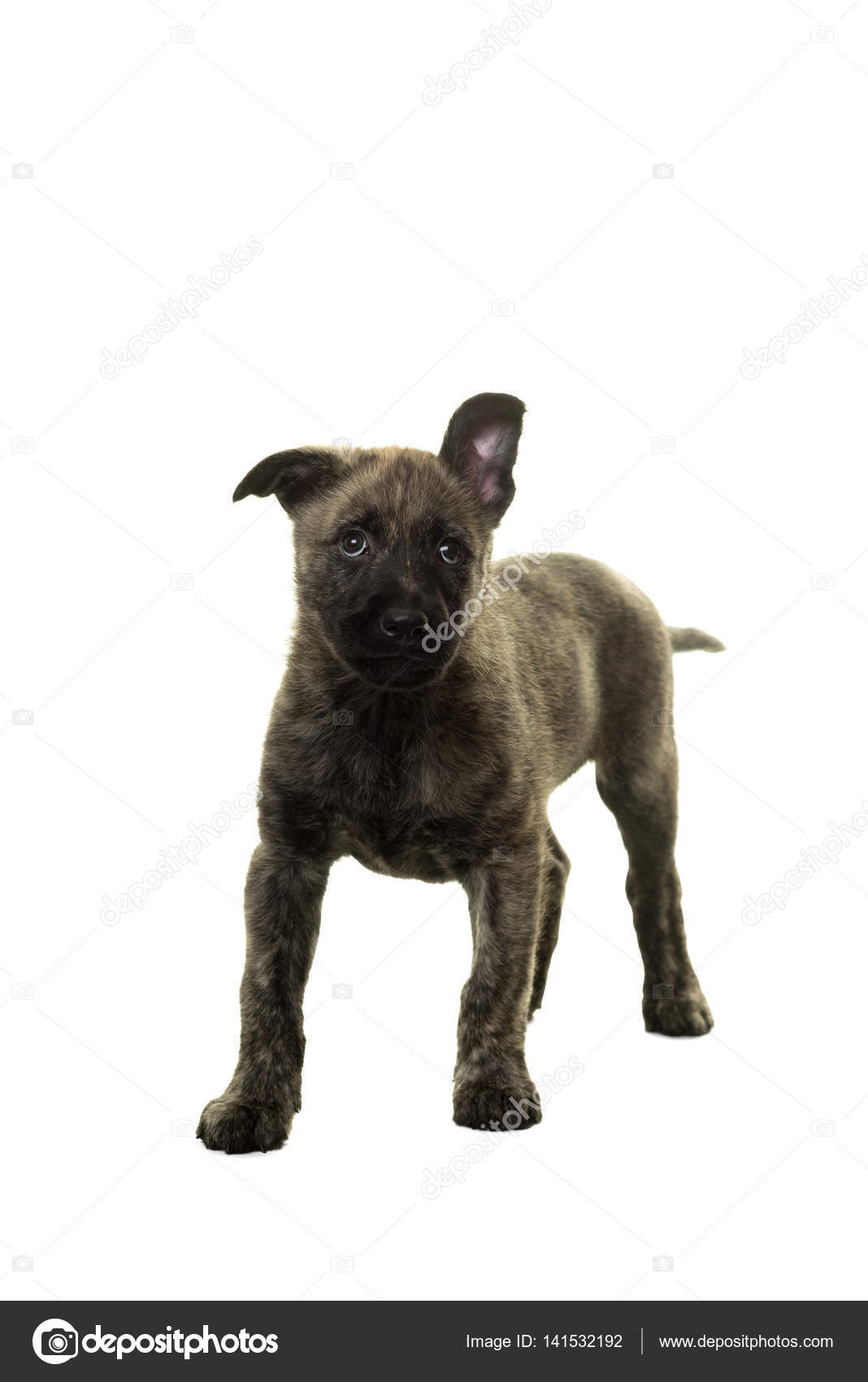 Cute Dutch wire-haired shepherd puppy standing facing camera iso ...