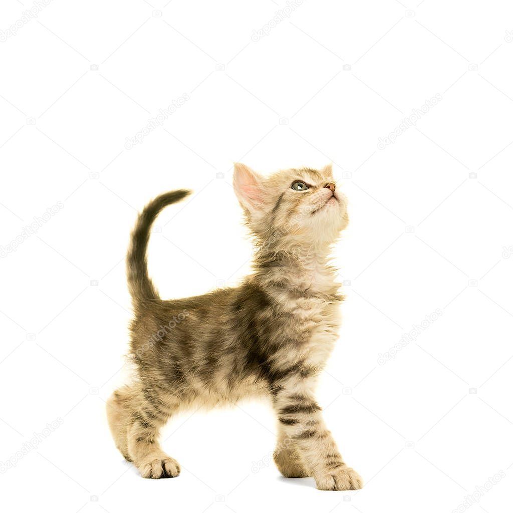 gato angora turca tabby sentado mirando hacia arriba aislado en un ...