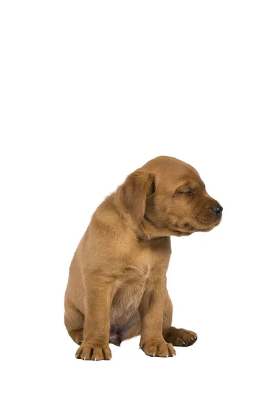 Perro llorando fotos de stock, imágenes de Perro llorando sin royalties ...