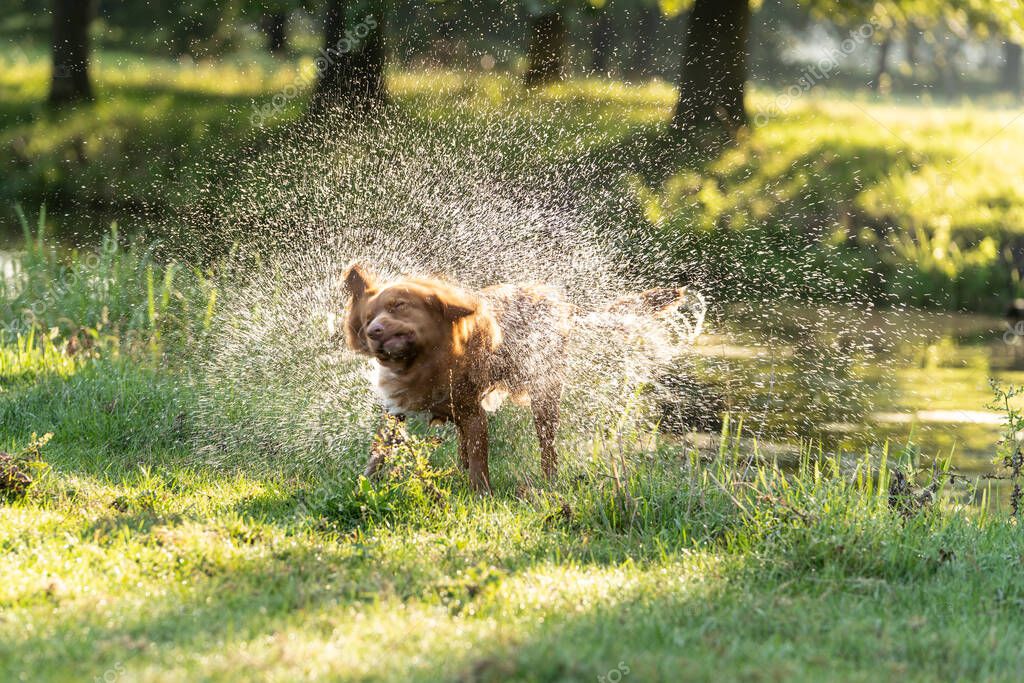 Un perro Nova Scotia Duck Toller agitando su piel al sol después de ...