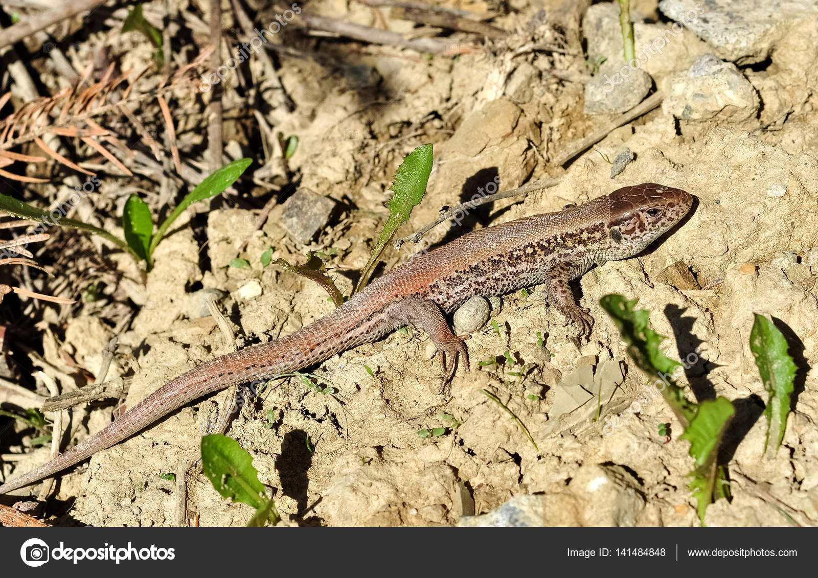 Lizard in nature outdoor, close up background landscape Stock Photo by ...