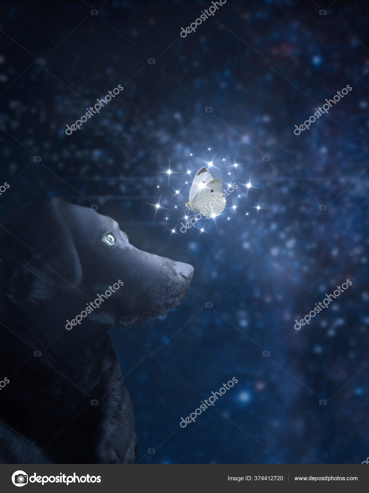 Surreal Visionary View Black Labrador White Butterfly Night Scene ...
