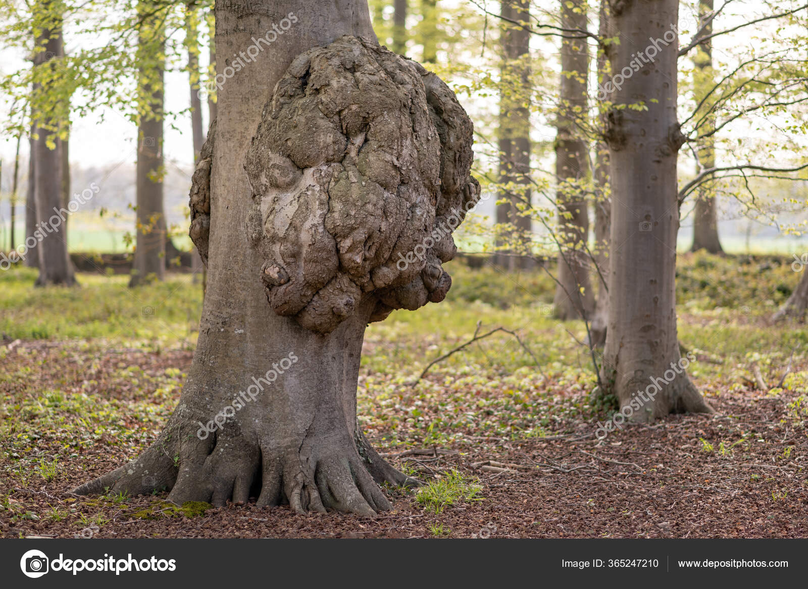 Big Tree Trunk