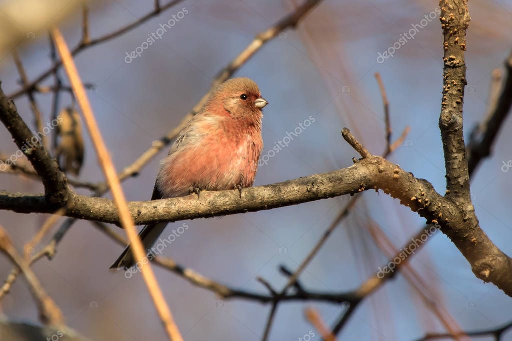 pinzón de cola larga sentado en una rama de árbol en el sol de otoño 2023