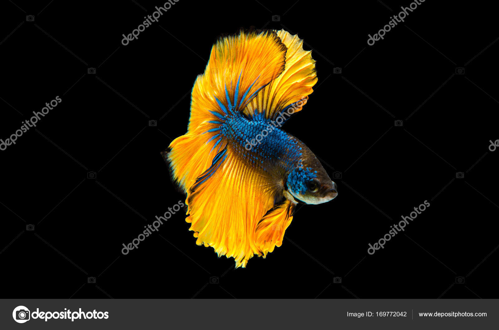Yellow Fighter Fish