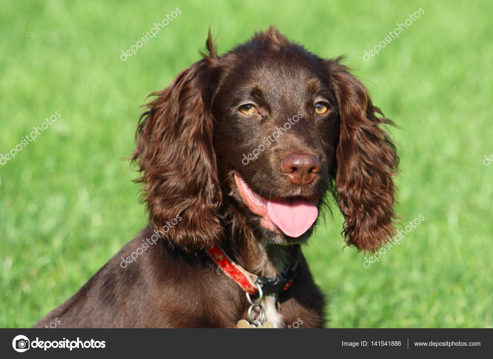 Brown working type cocker spaniel pet gundog — Stock Photo © chrisga ...