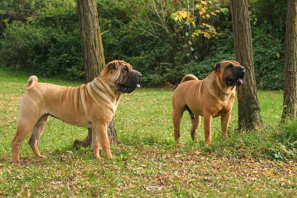 Puppy Shar pei — Stock Photo © cynoclub #2455939