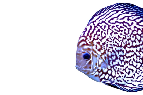 Discus exotic fish aquarium color blue isolated background animal Stock ...