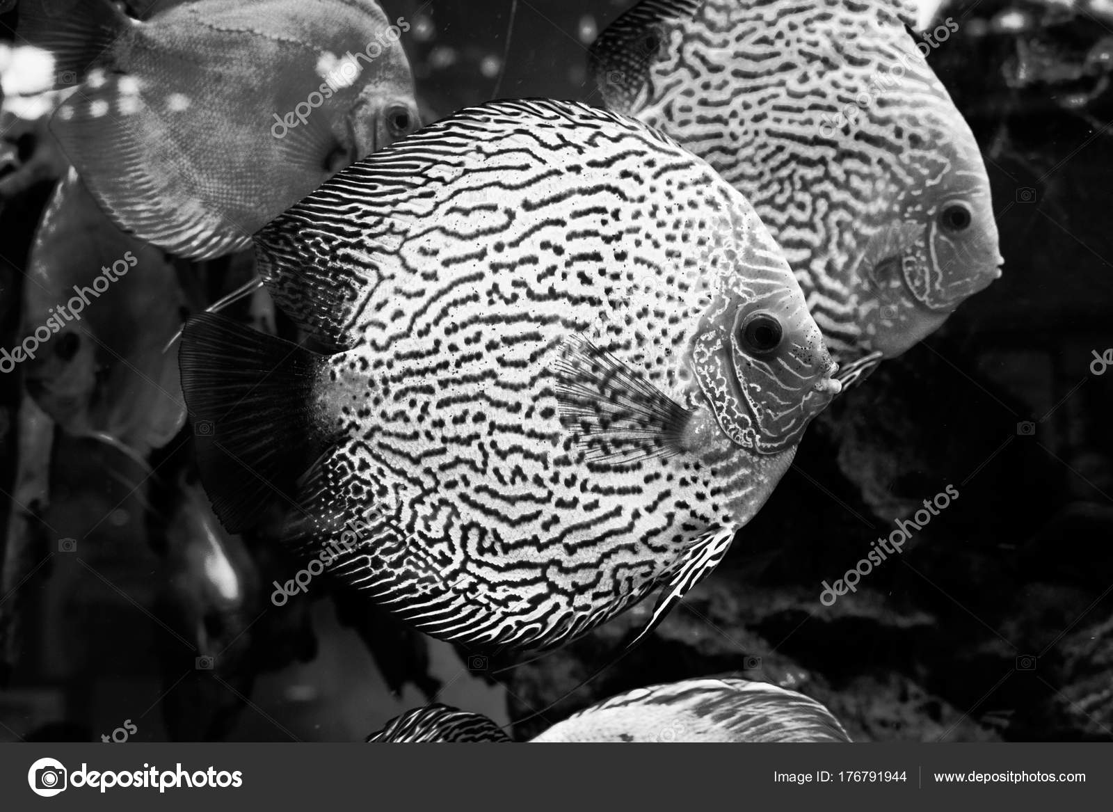 Black And White Fish