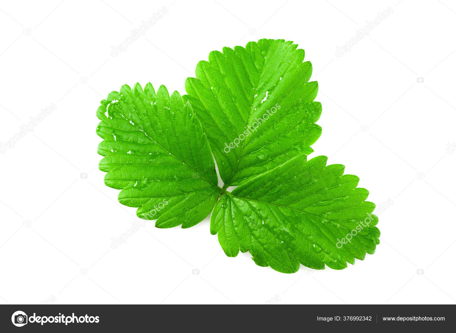 Hojas Fresa Aisladas Sobre Fondo Blanco — Foto de stock #376992342 ...