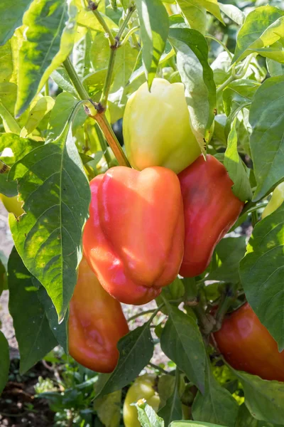 Young ripe fruit pepper on the bush - Stock Image - Everypixel