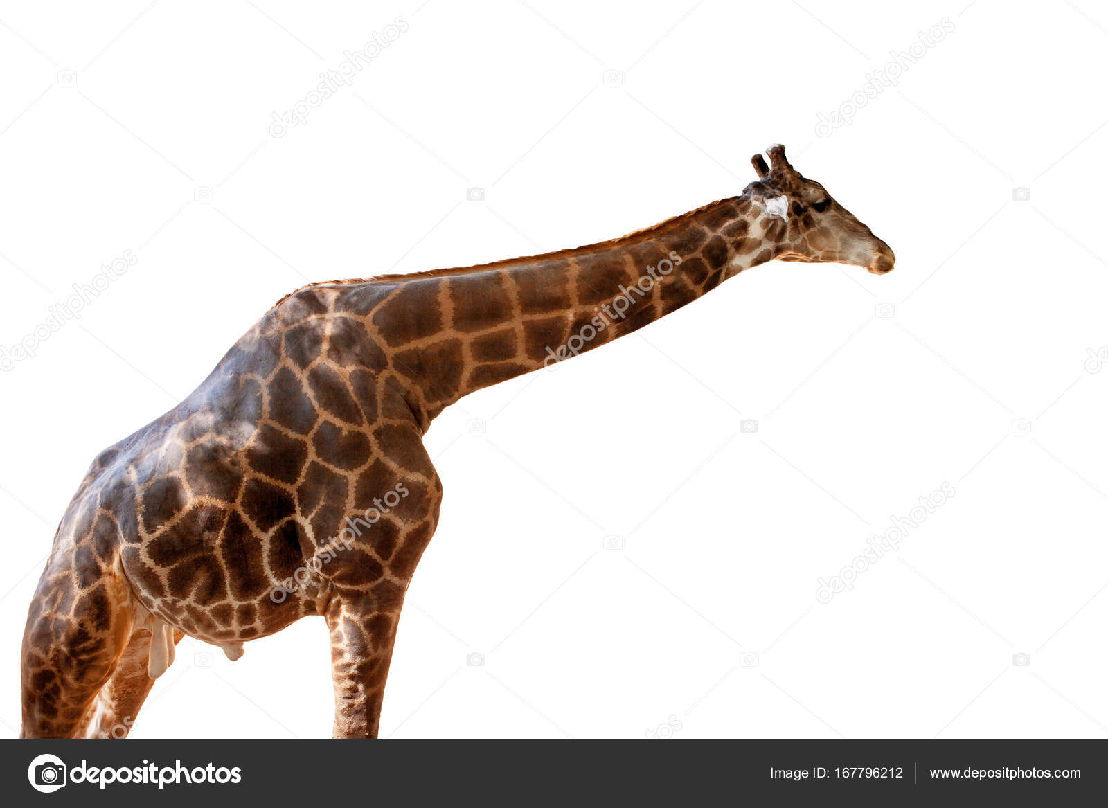 Side view of high giraffe isolated white background — Stock Photo ...