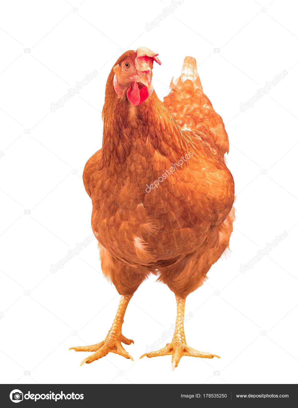 Full body of brown chicken hen standing isolated white backgroun Stock ...