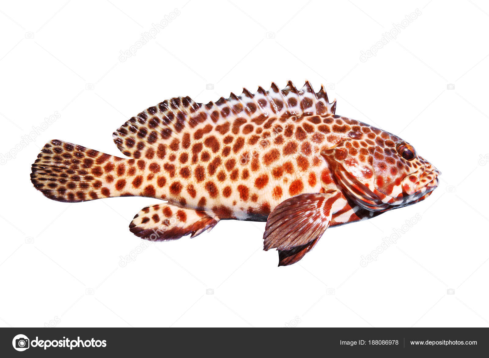 Foto De Vista Lateral De Un Mero