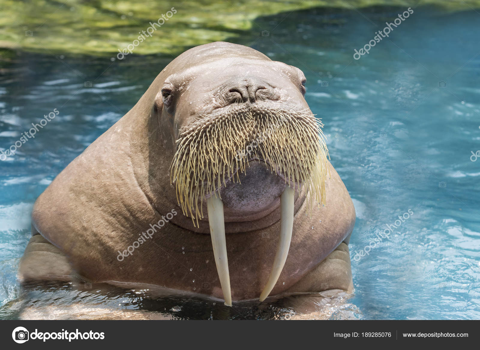Walrus Face