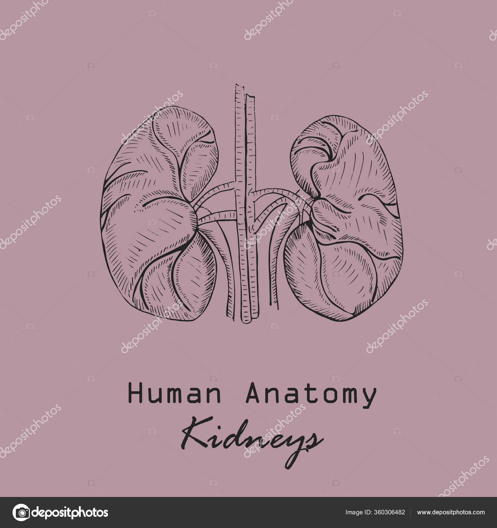 Handdrawn Human Kidneys Color Background Inscription Human Anatomy ...