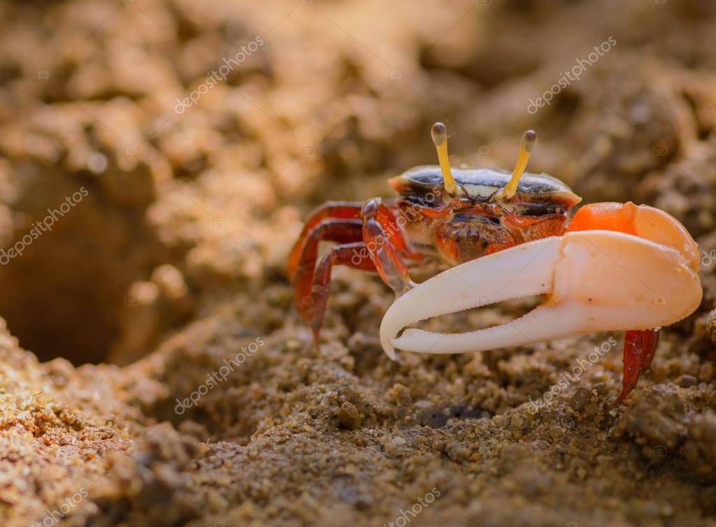 vocans Uca, Fiddler Cangrejo caminando en el bosque de manglares en ...