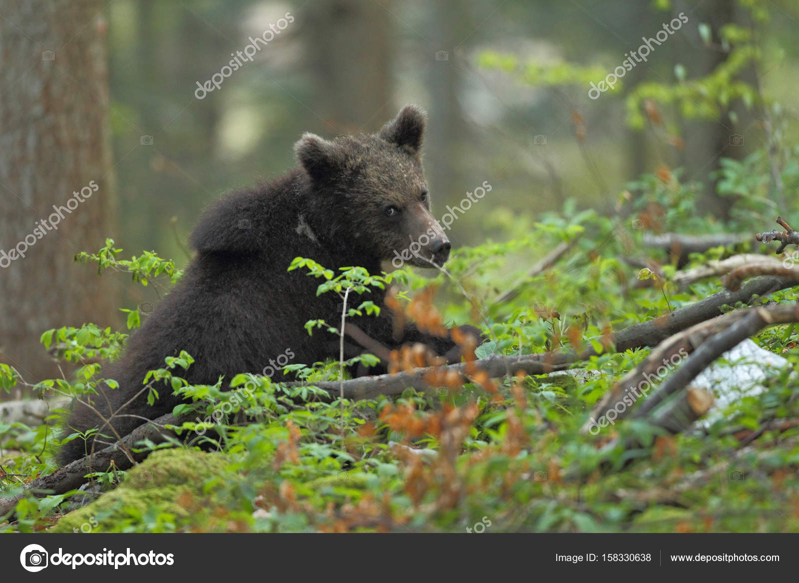 Oso pardo en el bosque — Foto de stock #158330638 © paolo-manzi