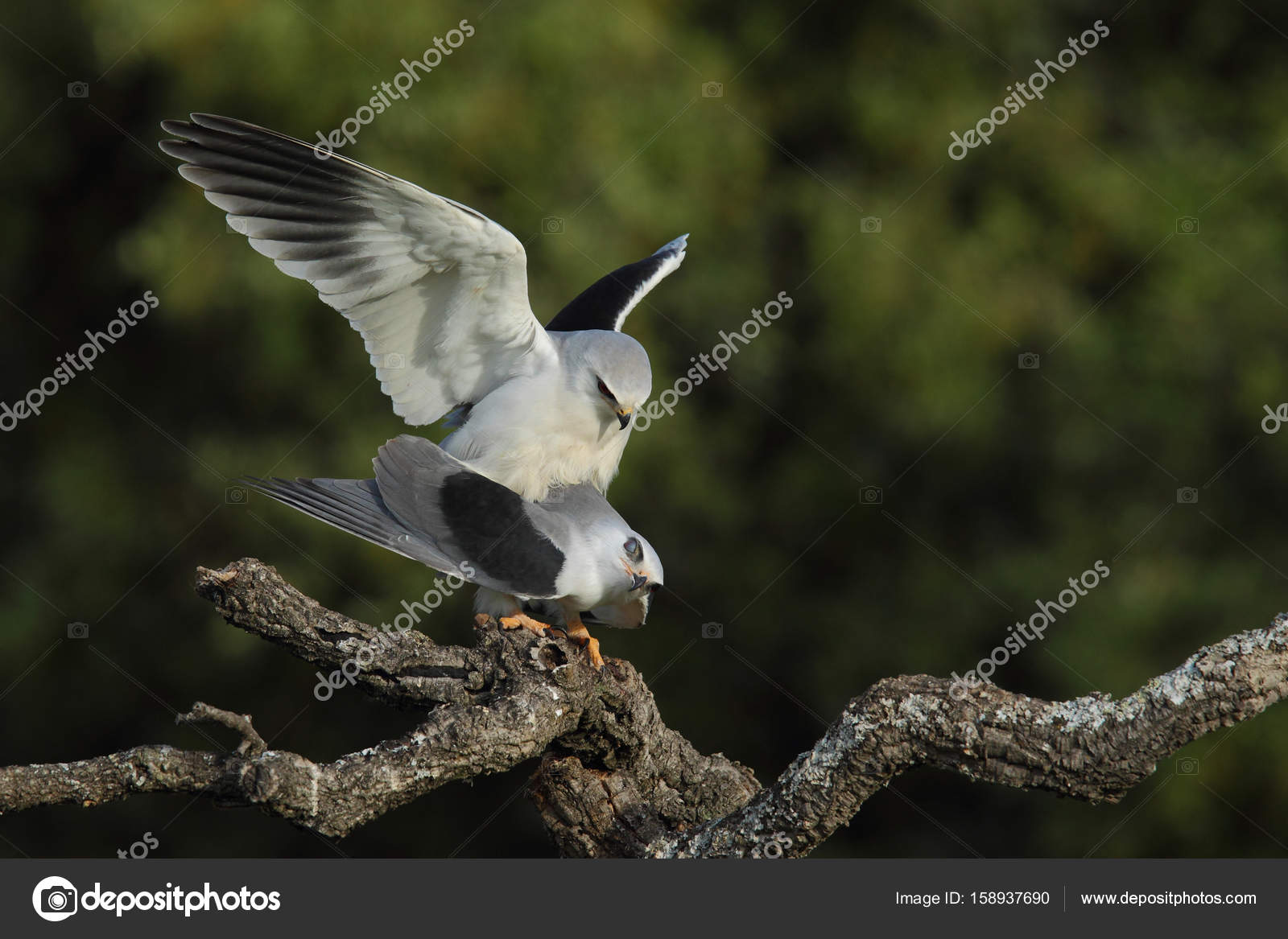 Black winged kite Stock Photo by ©paolo-manzi 158937690