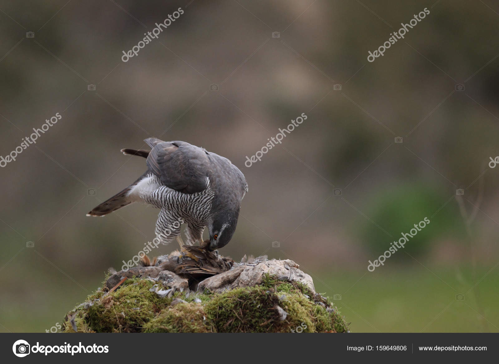 Hunting eurasian goshawk — Stock Photo © paolo-manzi #159649806