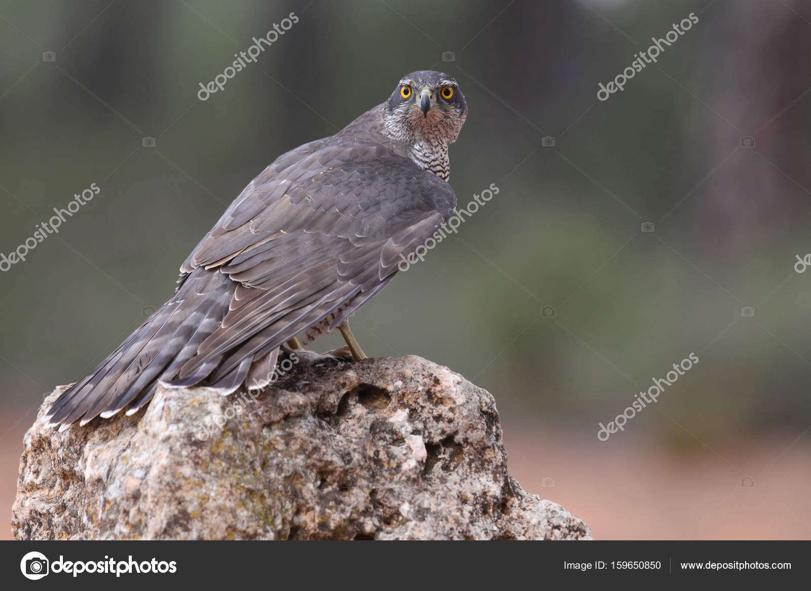 Hunting eurasian goshawk — Stock Photo © paolo-manzi #159650850