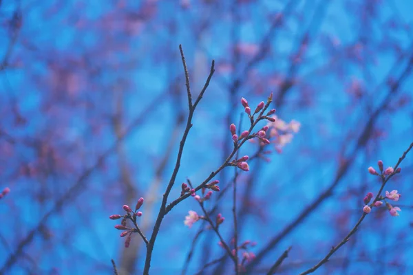 Pink blue nature Stock Photos, Royalty Free Pink blue nature Images ...