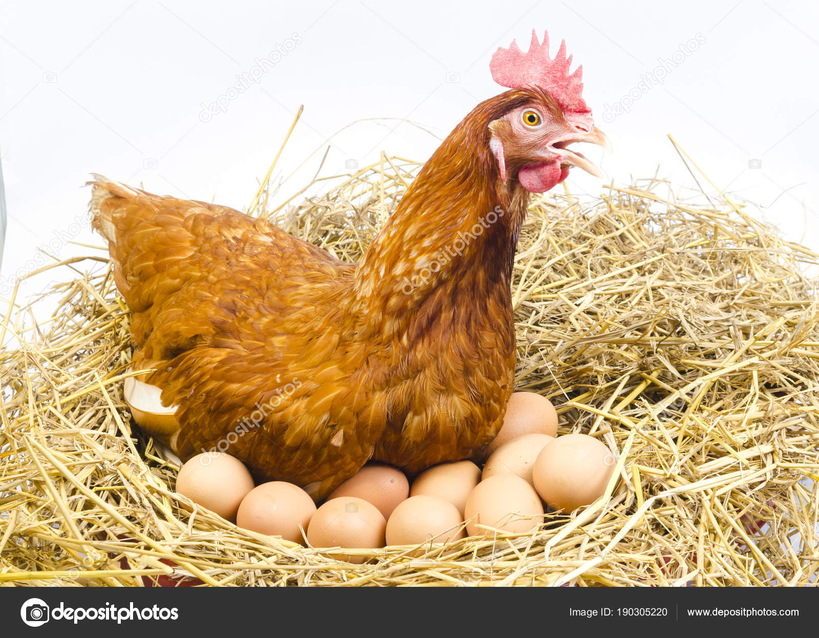 White Chicken With Eggs