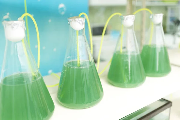 Algae tubes Stock Photos, Royalty Free Algae tubes Images | Depositphotos