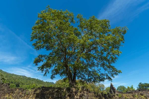 Ratchaphruek tree Stock Photos, Royalty Free Ratchaphruek tree Images ...