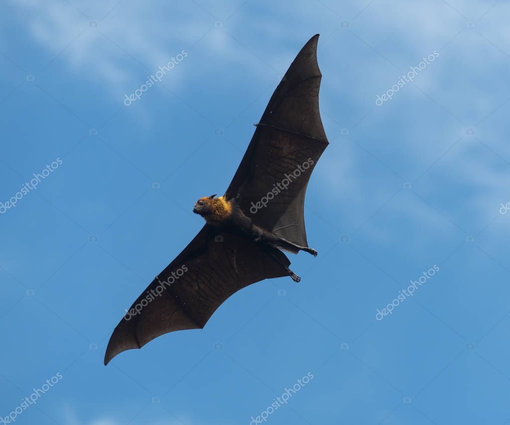 Zorros volando en el cielo. murciélago más grande de Tailandia 2024