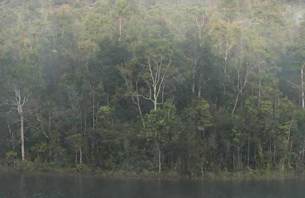 Indonesian forest Stock Photos, Royalty Free Indonesian forest Images ...