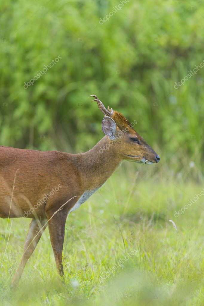Muntiacus muntjak o fea ladrando ciervo o llamado fea 's muntjac con ...