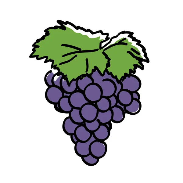 Szőlő rajz Stock vektorok, Szőlő rajz Jogdíjmentes illusztrációk ...