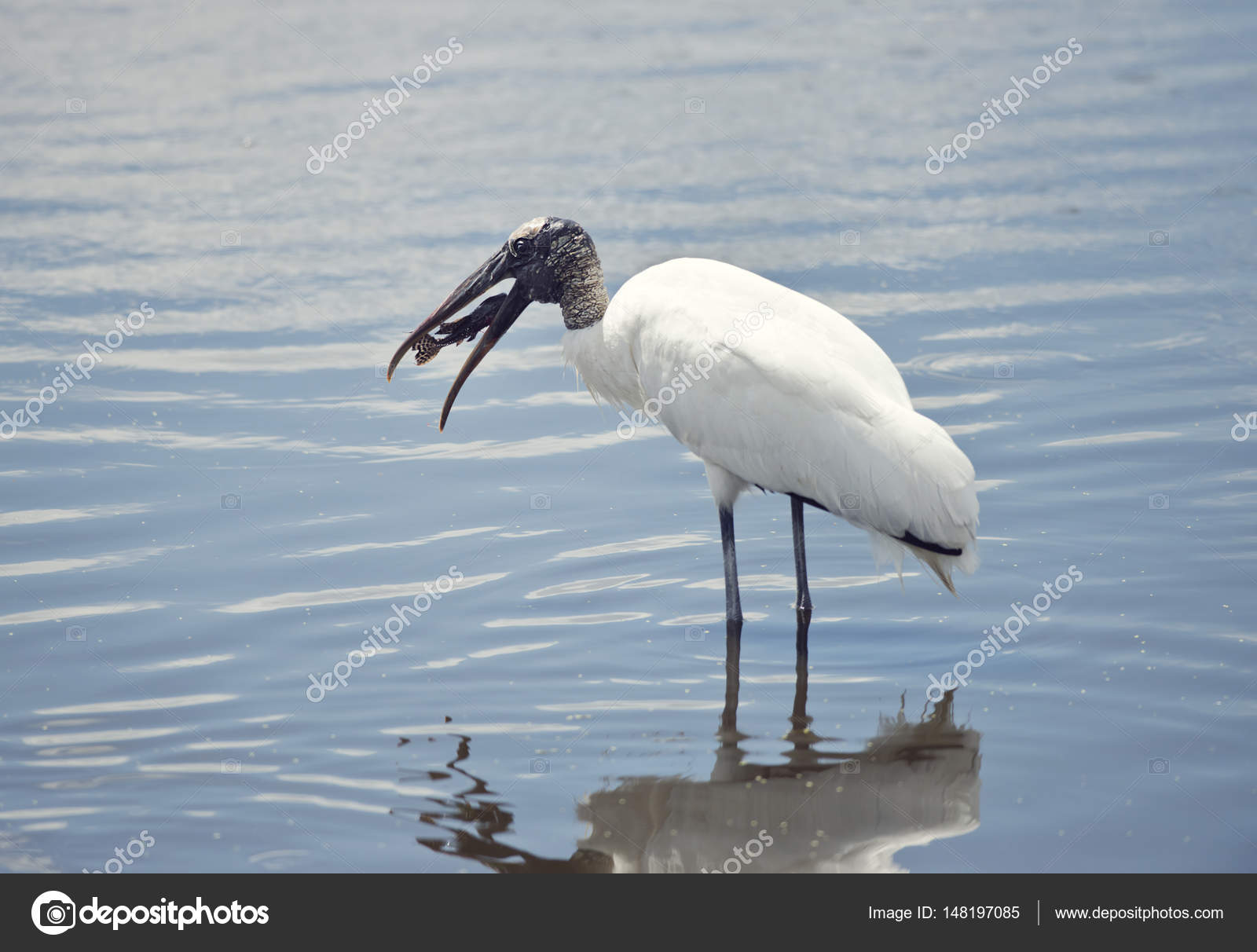 Wood Stork with a fish in its beak Stock Photo by ©svetas 148197085