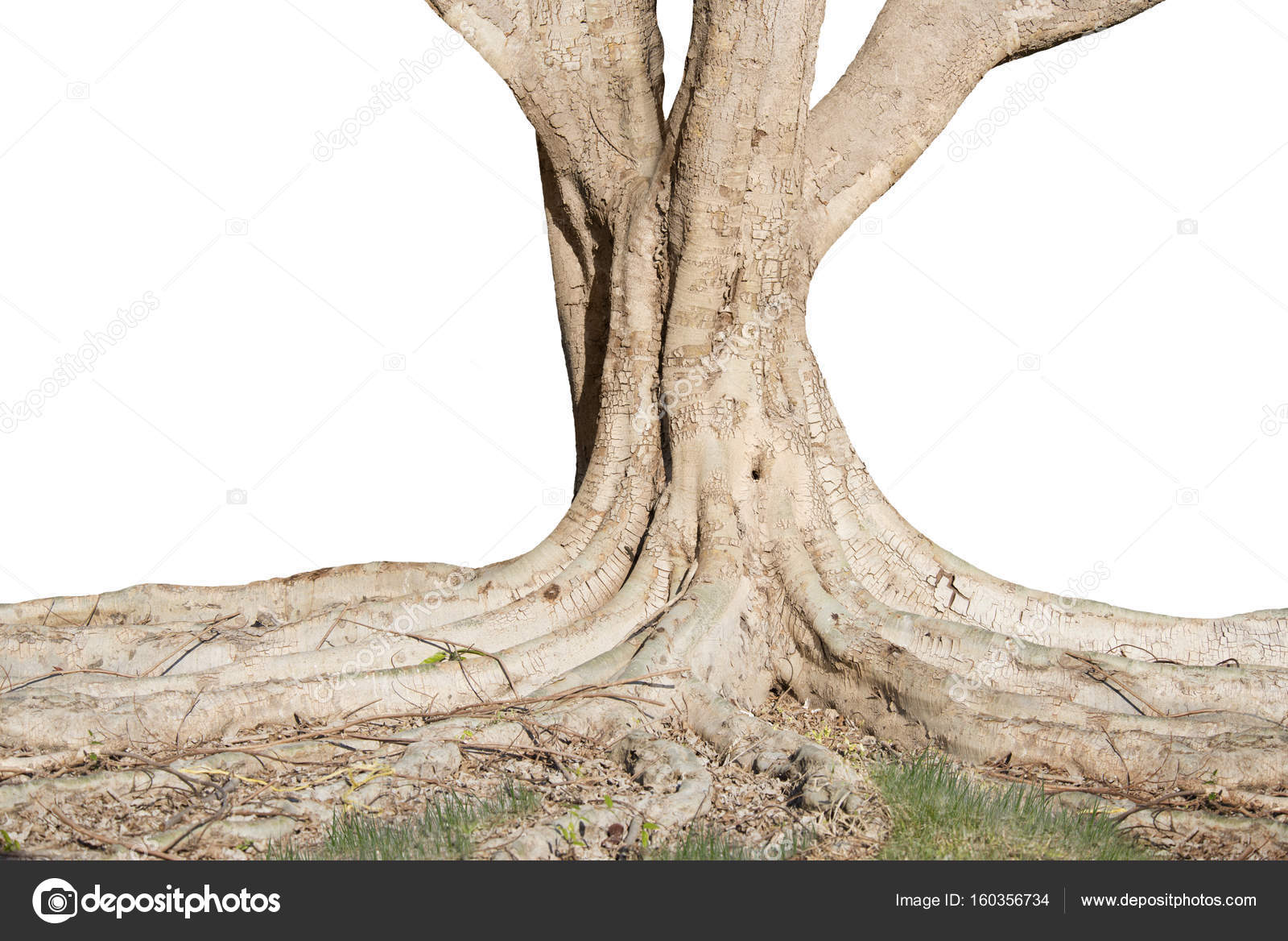 Big tree with roots Stock Photo by ©svetas 160356734