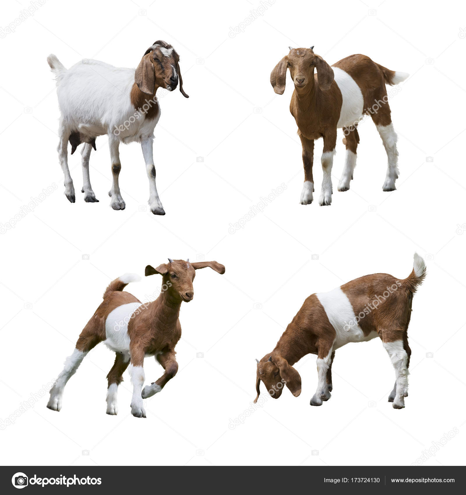 Boer Goats isolated on white Stock Photo by ©svetas 173724130