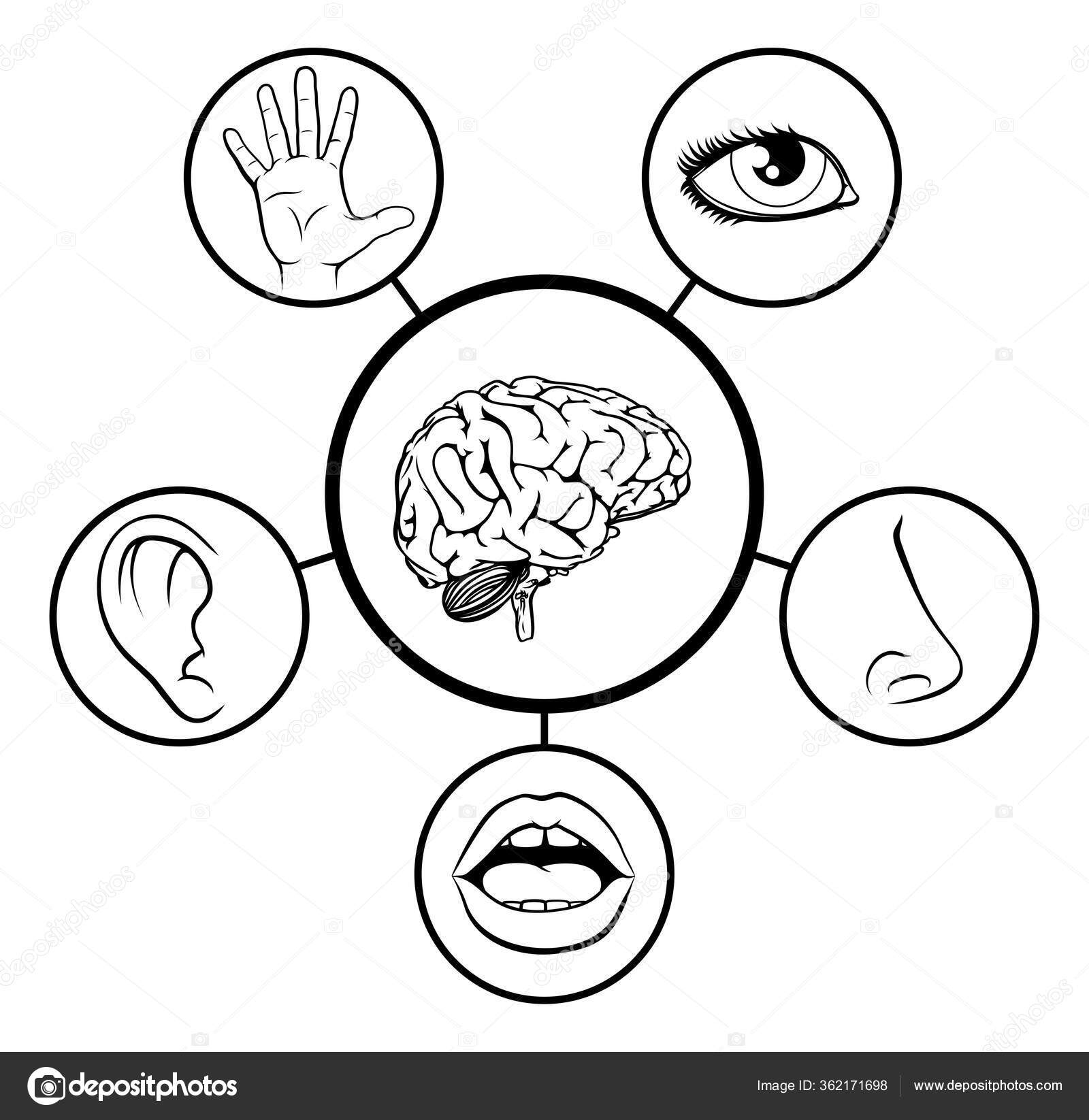 Brain and Five Senses Stock Vector by ©Krisdog 362171698