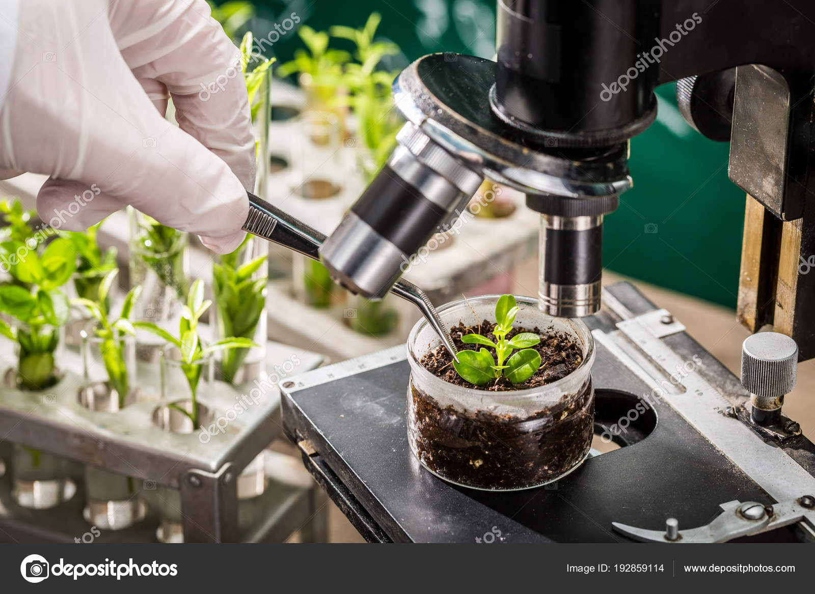 School laboratory exploring new methods of plant breeding Stock Photo ...