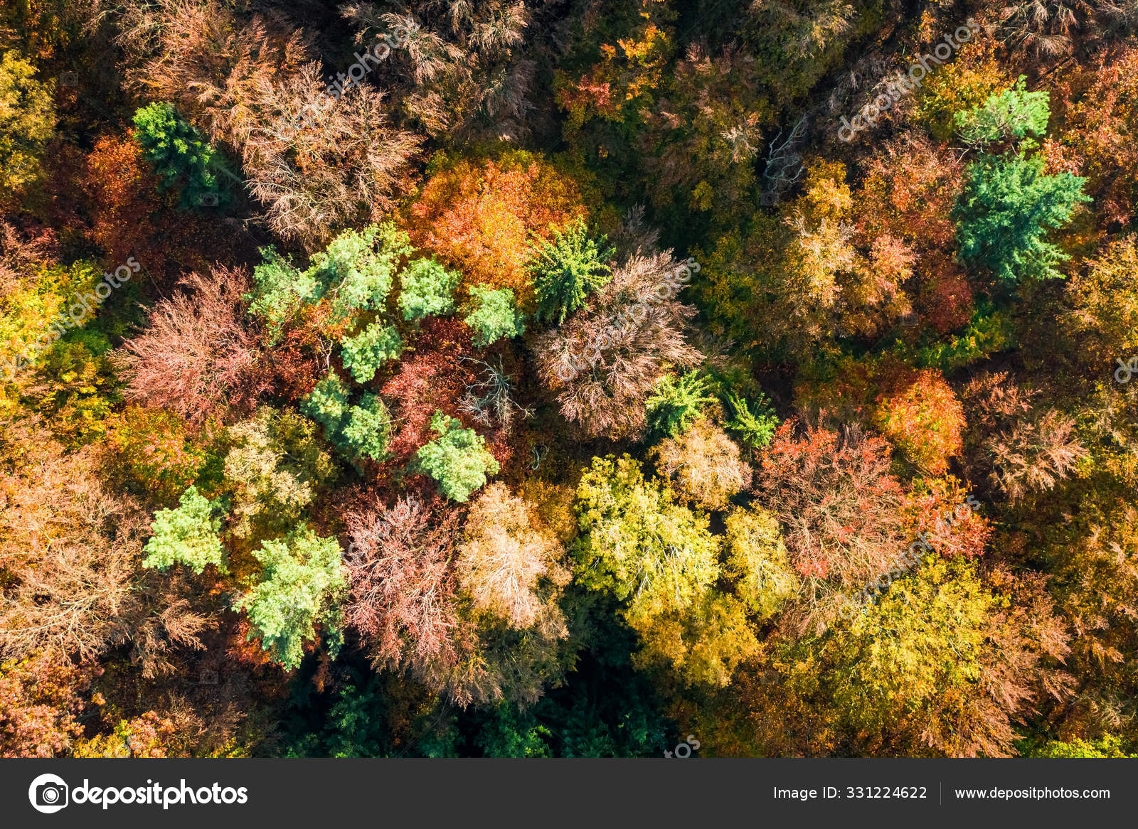 Top down view of autumn forest, view from drone Stock Photo by ...