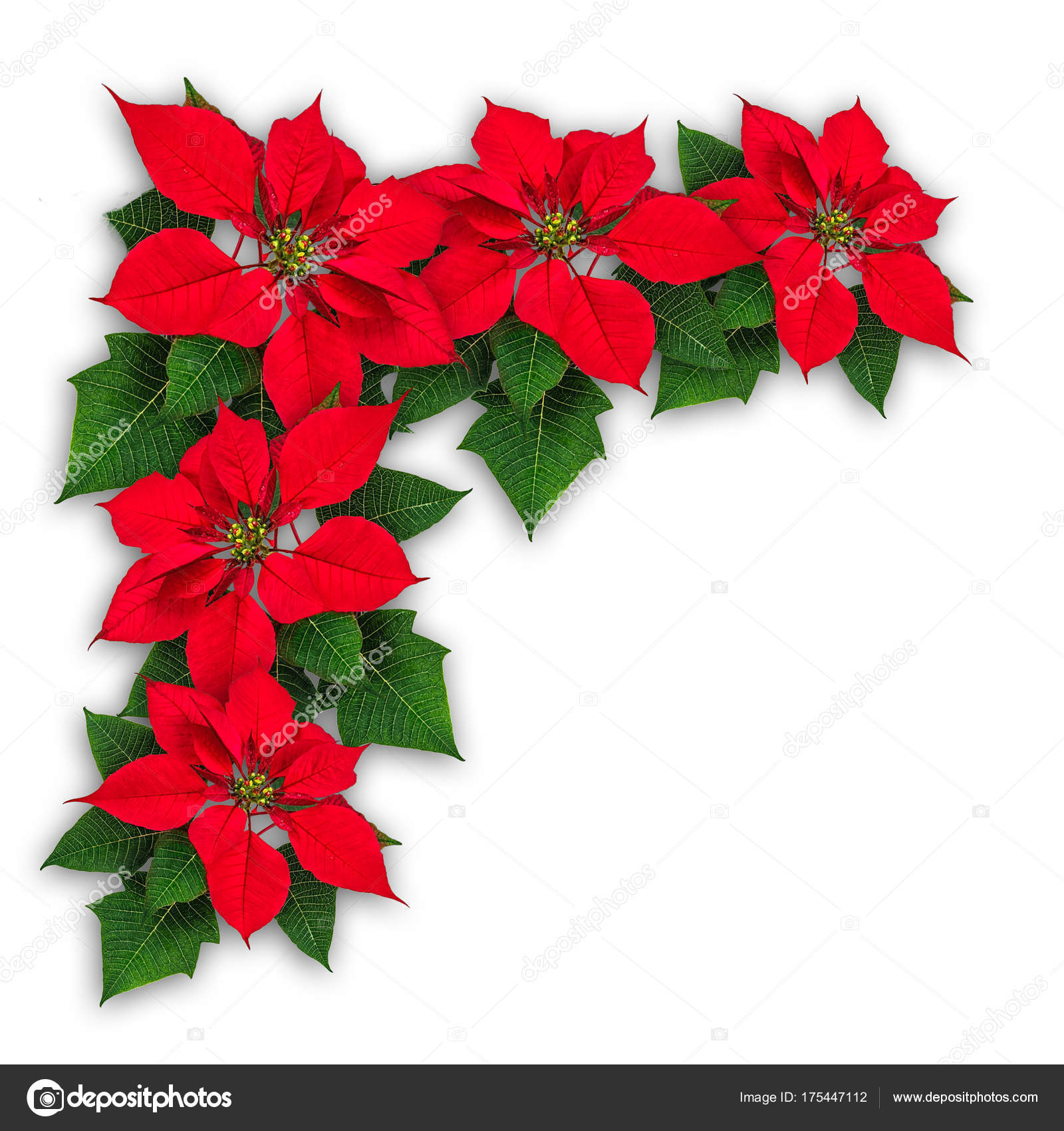 Poinsettia flowers christmas decoration — Stock Photo © agcuesta1 ... Poinsettia flowers christmas decoration — Stock Photo © agcuesta1 ...