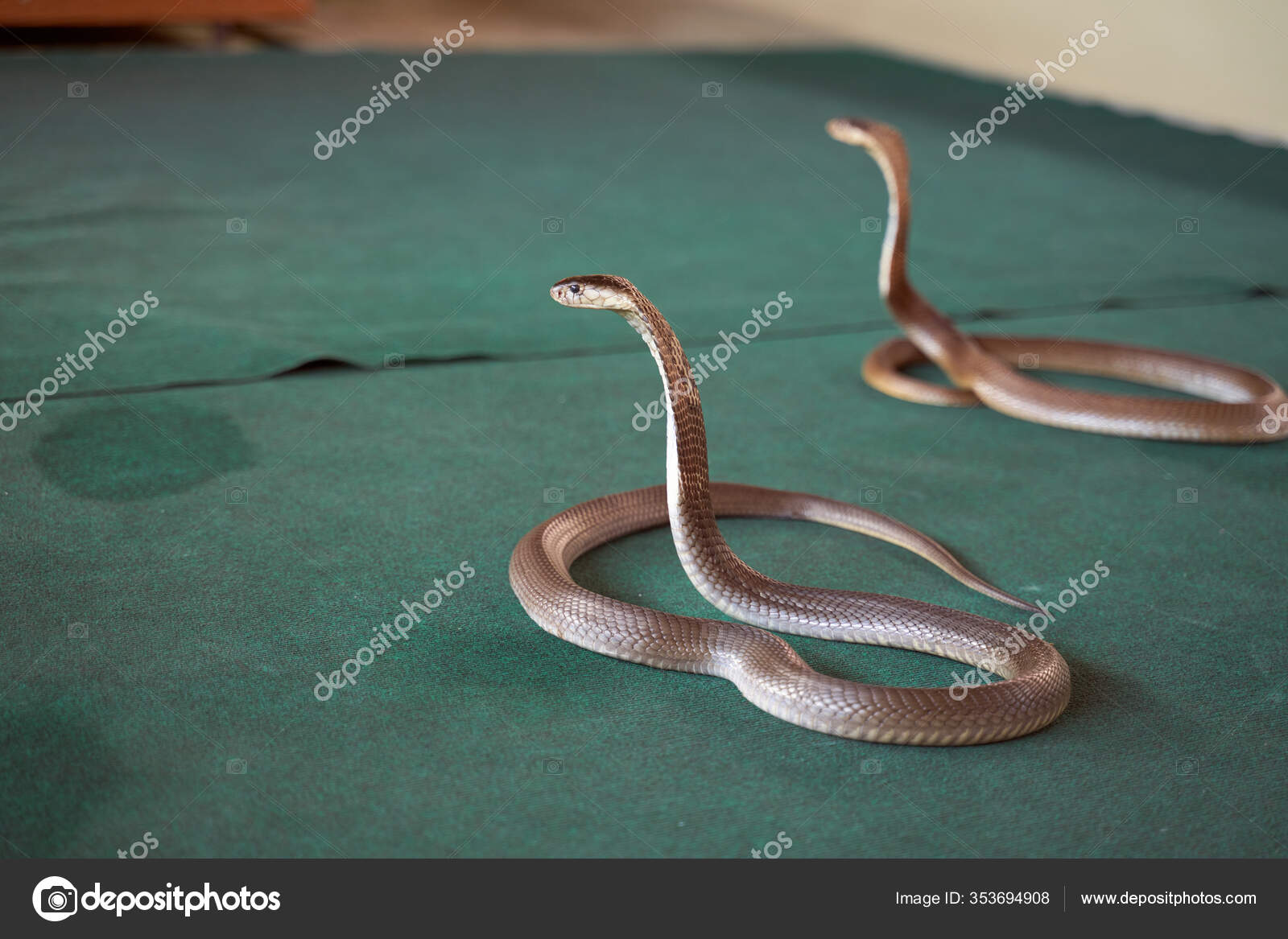 Espectáculo de serpientes, hermosas escamas brillantes, hermosa curva ...
